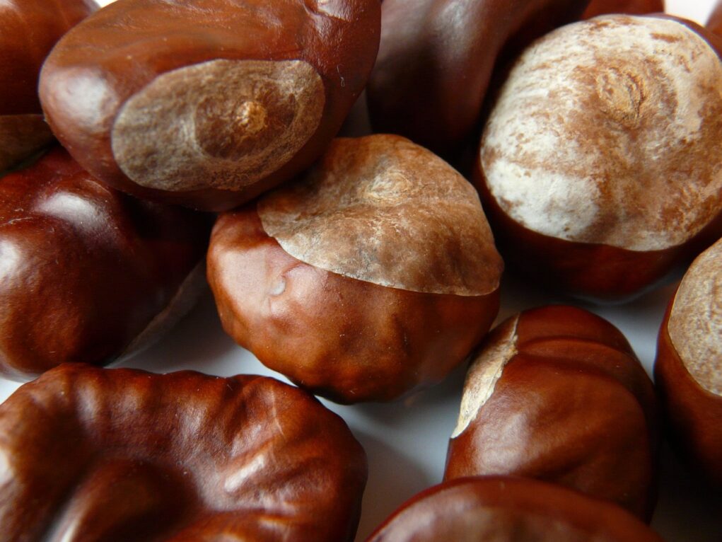 Marrons glacés : des astuces pour les préparer aisément à la maison